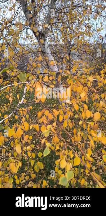 Beautiful autumn leaves on a birch tree. A beautiful autumn forest ...