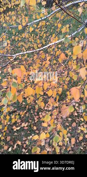 Beautiful autumn leaves on a birch tree. A beautiful autumn forest ...