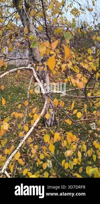Beautiful autumn leaves on a birch tree. A beautiful autumn forest ...