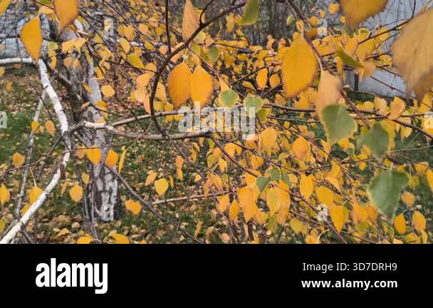 Beautiful autumn leaves on a birch tree. A beautiful autumn forest ...