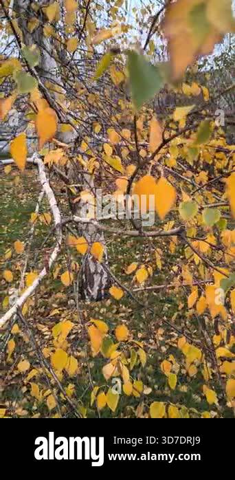 Beautiful autumn leaves on a birch tree. A beautiful autumn forest ...