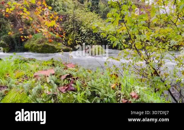 low-angle view of fast river rapids with mossy rocks and grassy meadow ...