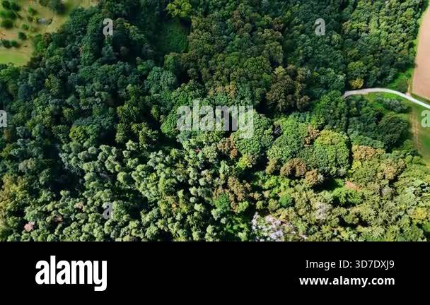 Top view dense green forest. Aerial view of dense German forest with ...