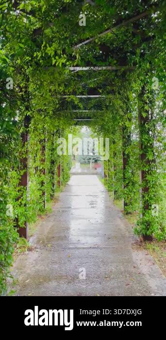 leafy green pergola walkway under canopy, empty gravel path receding ...