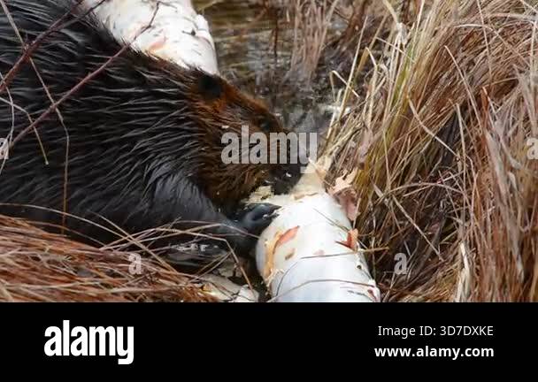 North American beaver chews through tree limb in Algonquin Park ...