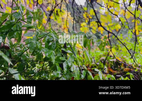 Close up foliage dew Stock Videos & Footage - HD and 4K Video Clips - Alamy
