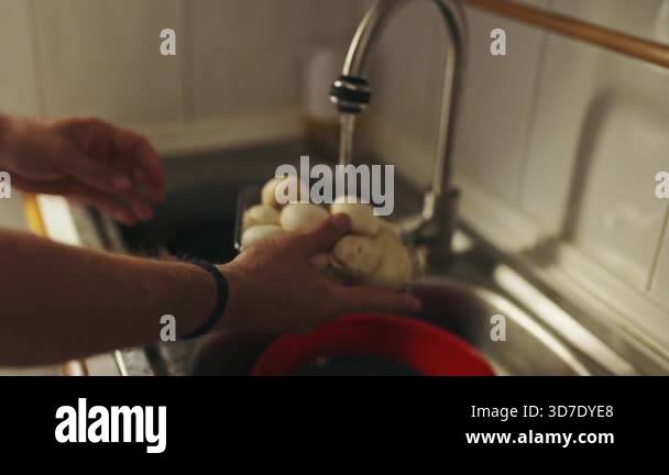 Male hands washing fresh champignon mushrooms in a plastic container ...