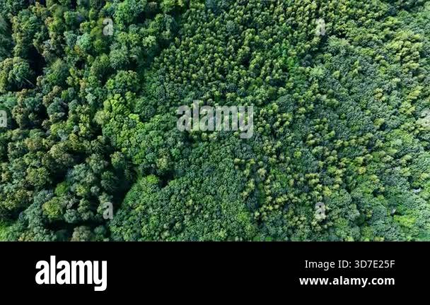 A dense carpet of variegated greenery from a bird's eye view. The ...