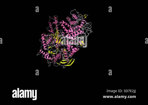 Structure of human glycogen debranching enzyme. Animated 3D cartoon and ...