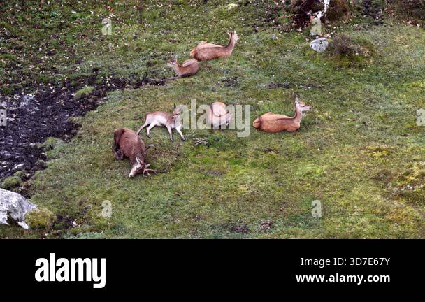 Red deer stag sleeping, waking up and bellowing next to his harem Stock ...