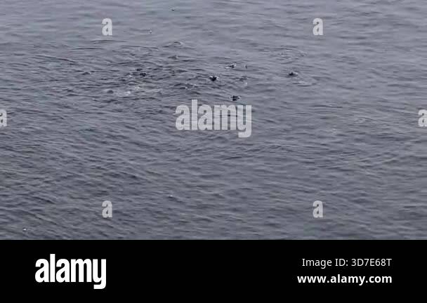 Aerial view of common dolphins feeding above huge dragnet in Donegal ...