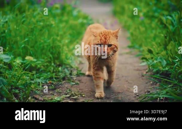 Cute beautiful homeless street adult stray cat walks along path in ...