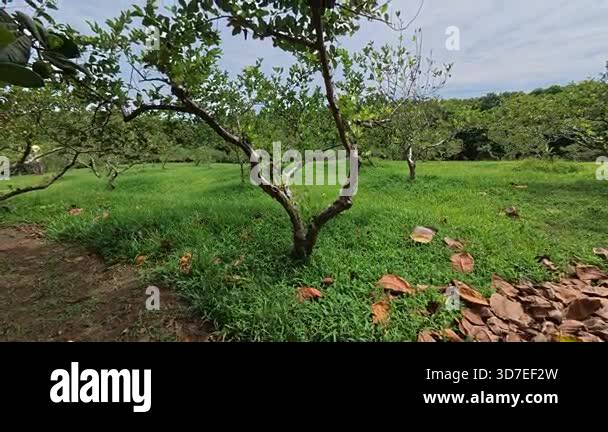 Tropical guava farm where trees are planted with careful spacing. This ...