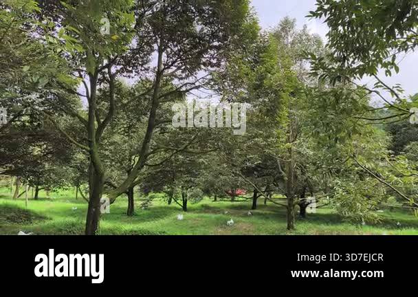 The scene captures a flourishing durian orchard. The fruit-laden trees ...