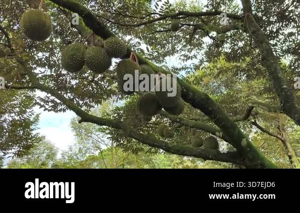 The scene captures a flourishing durian orchard. The fruit-laden trees ...