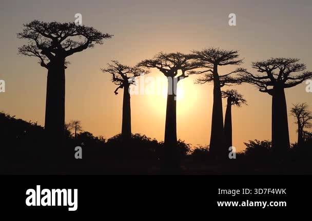 Baobab trees stand tall against a vibrant sunset in Madagascar, casting ...