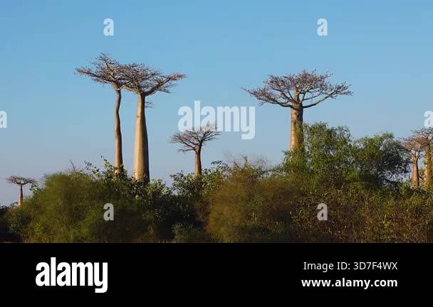 Baobab trees stand tall against a vibrant sunset in Madagascar, casting ...