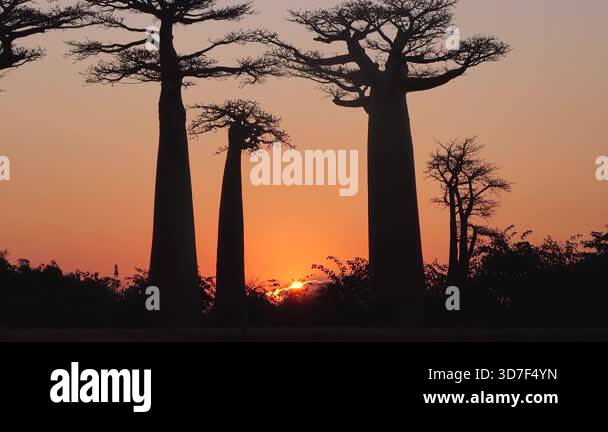 Baobab trees stand tall against a vibrant sunset in Madagascar, casting ...