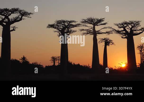 Baobab trees stand tall against a vibrant sunset in Madagascar, casting ...
