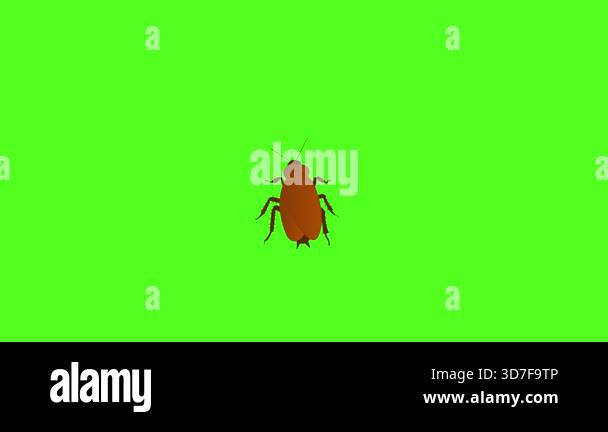 Cartoon Insect Cockroach moving Green Background Stock Video Footage ...
