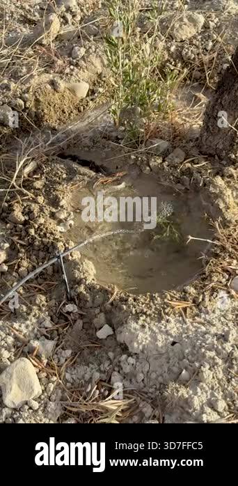 Drip irrigation watering young olive tree in arid soil of southern ...