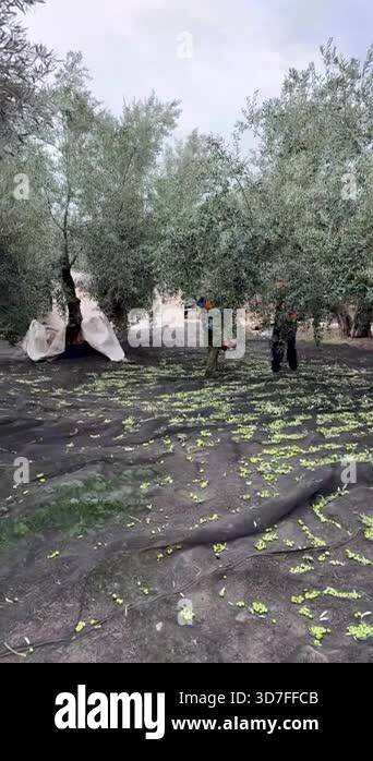 Olive plantation harvesting farmers Stock Videos & Footage - HD and 4K ...