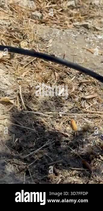 Drip irrigation watering young olive tree in arid soil of southern ...