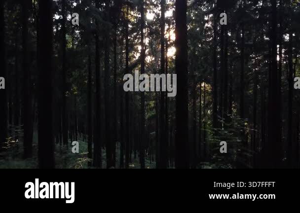 Soft rays of sunlight filter through tall evergreen trees in a dense ...