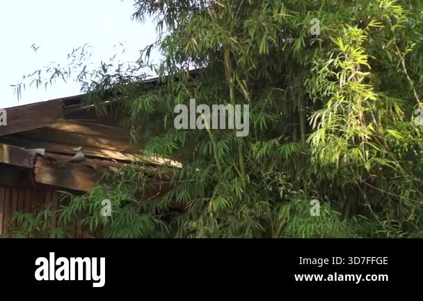 Bamboo timber construction Stock Videos & Footage - HD and 4K Video ...