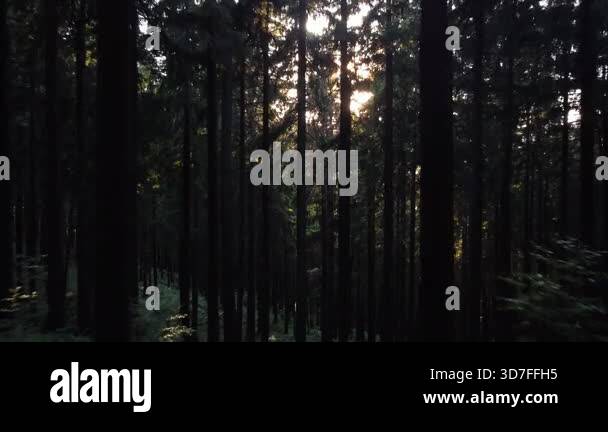A frame from a video showing dense coniferous forest. The image ...