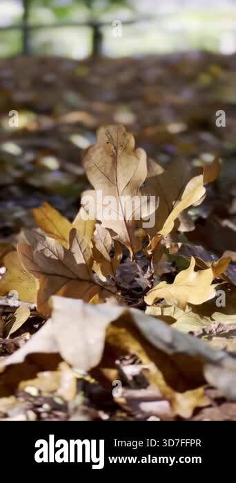 Golden autumn leaves on the ground in a forest, sunshine daylight ...