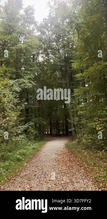 Beautiful tranquil forest path with different trees in the autumn ...