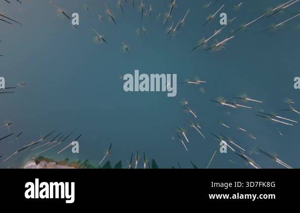 Aerial view captures underwater plants swaying gently, with the camera ...