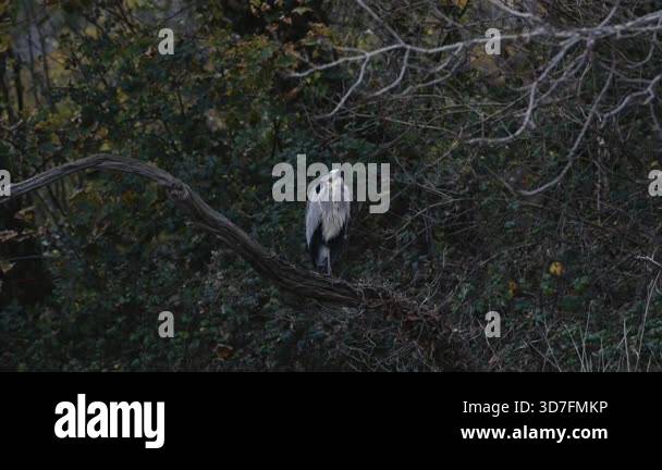 Wild heron grooming itself on a large tree branch in a forest setting ...