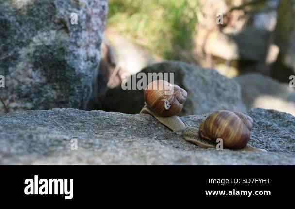 Two snails wandering away on a large rock in Swedish nature Stock Video ...