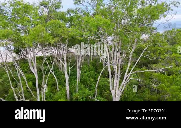 Aerial footage of dense mangrove canopy with eucalyptus trees ...