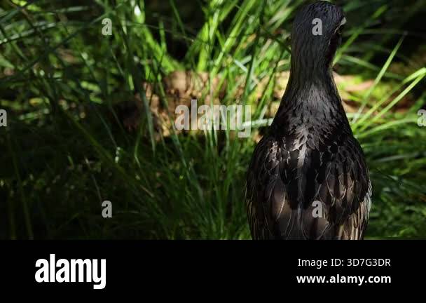 Hawk moving through grassy zoo enclosure Stock Video Footage - Alamy