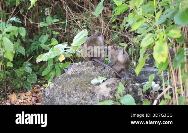 Two monkeys engaging in social grooming outdoors Stock Video Footage ...
