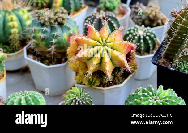 A vibrant collection of cacti in pots, showcasing diverse shapes and ...