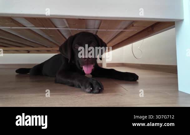 Adorable chocolate Labrador puppy hiding and relaxing under a bed at ...