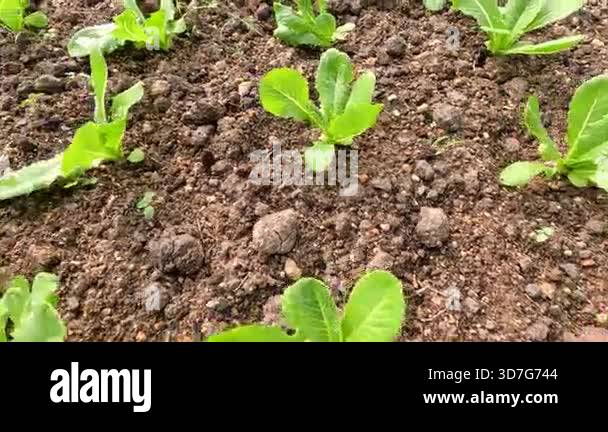 Young lettuce plants sprouting in cultivated soil Stock Video Footage ...