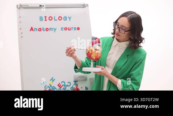 Biology teacher shows human heart model to students at anatomy course ...