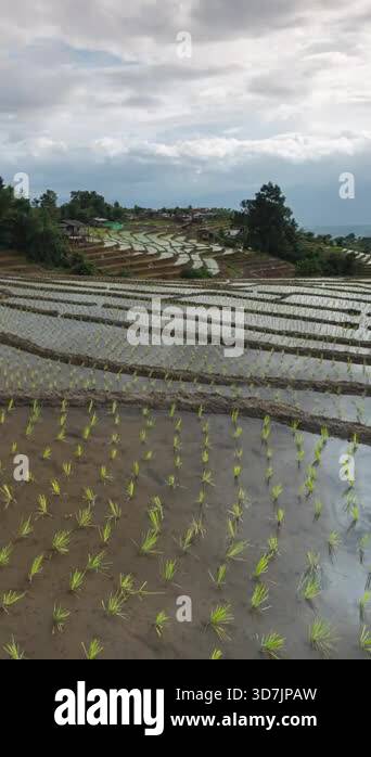 Time lapse of Beautiful green rice fields or paddy field of Ban Pa Bong ...