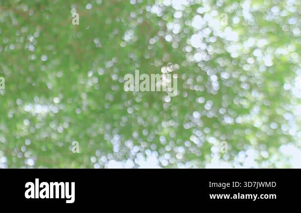 blur tree bokeh in garden, natural blurred leaf green at summer, forest ...