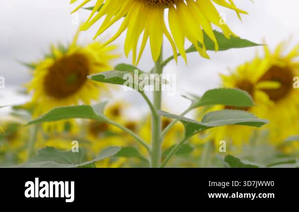 Sunflower, Bright blooming sunflower outdoors with vivid yellow petals ...