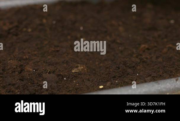 Witness the fascinating process of seeds germinating in soil through a ...