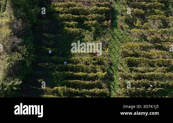 Aerial view capturing the diverse agricultural landscape of Piacenza ...