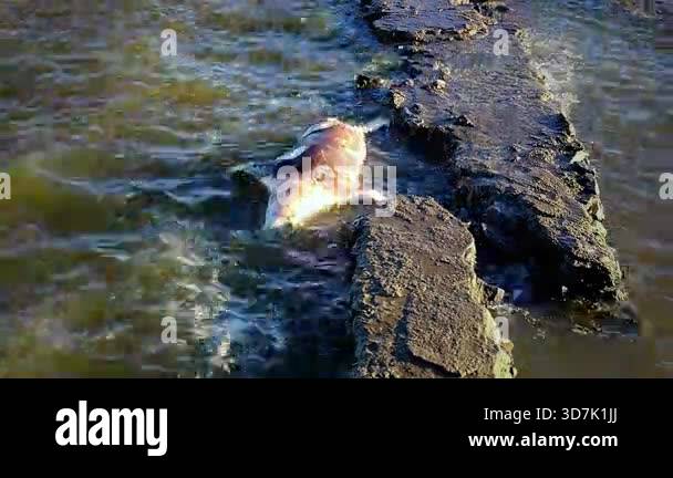 Medium shot video in high angle showing a dead sea lion floating in the ...