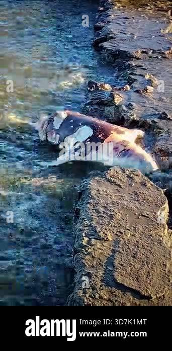 Medium shot video in high angle showing a dead sea lion floating in the ...