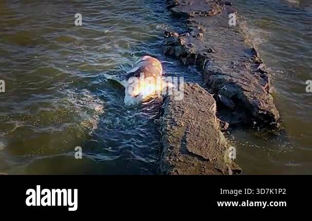 Medium shot video in high angle showing a dead sea lion floating in the ...